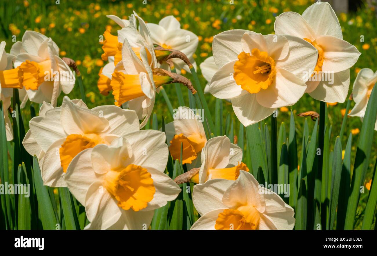 Close up Low Level image of White Lion Daffodil Daffodils Narcissus for ...