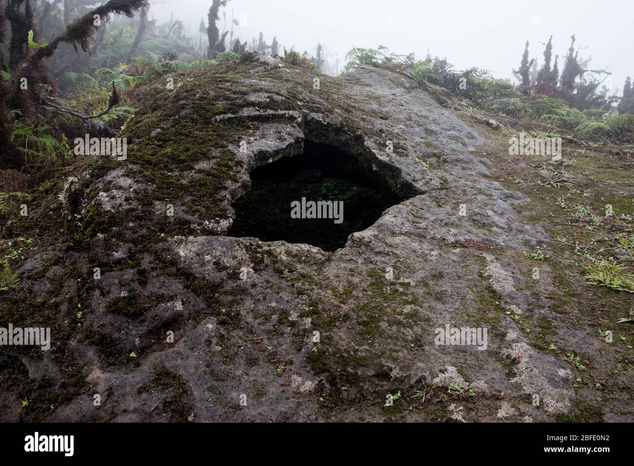 Galapagos Islands highlands like here on Santa Cruz are often covered ...