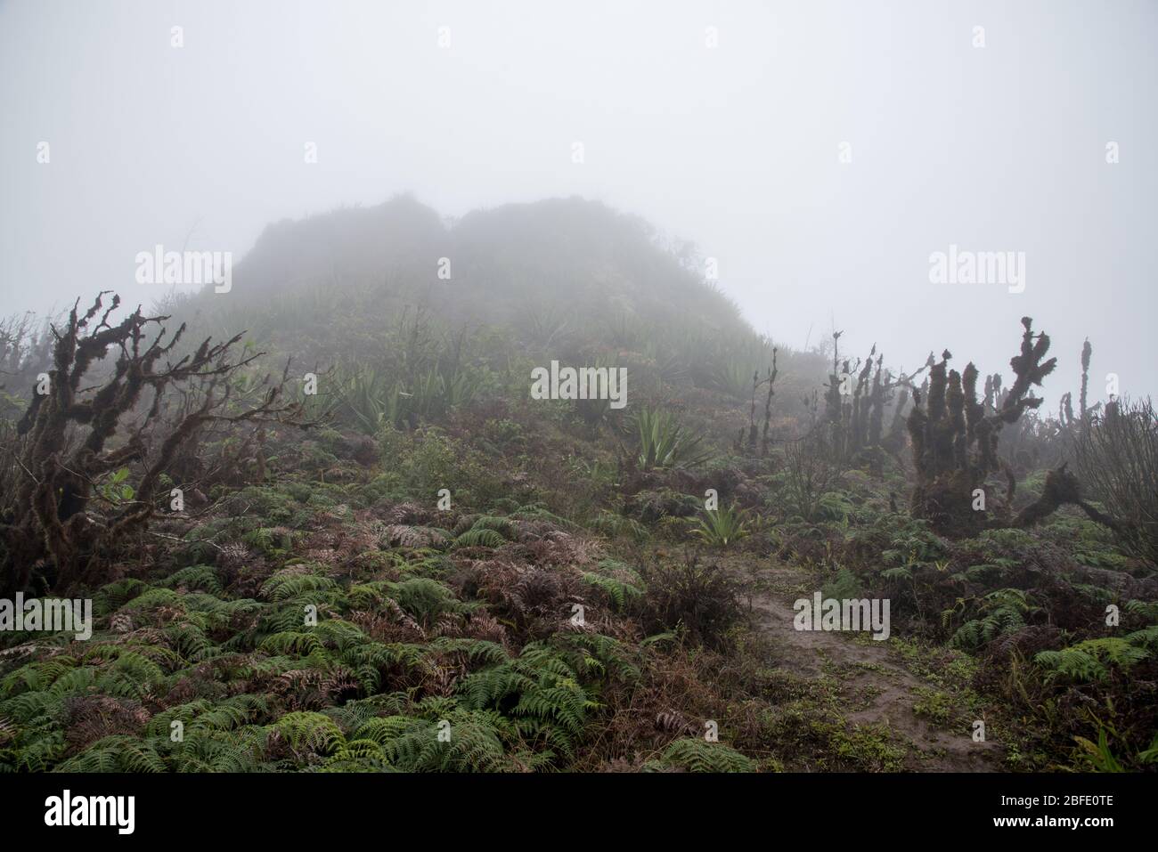Galapagos Islands highlands like here on Santa Cruz are often covered ...