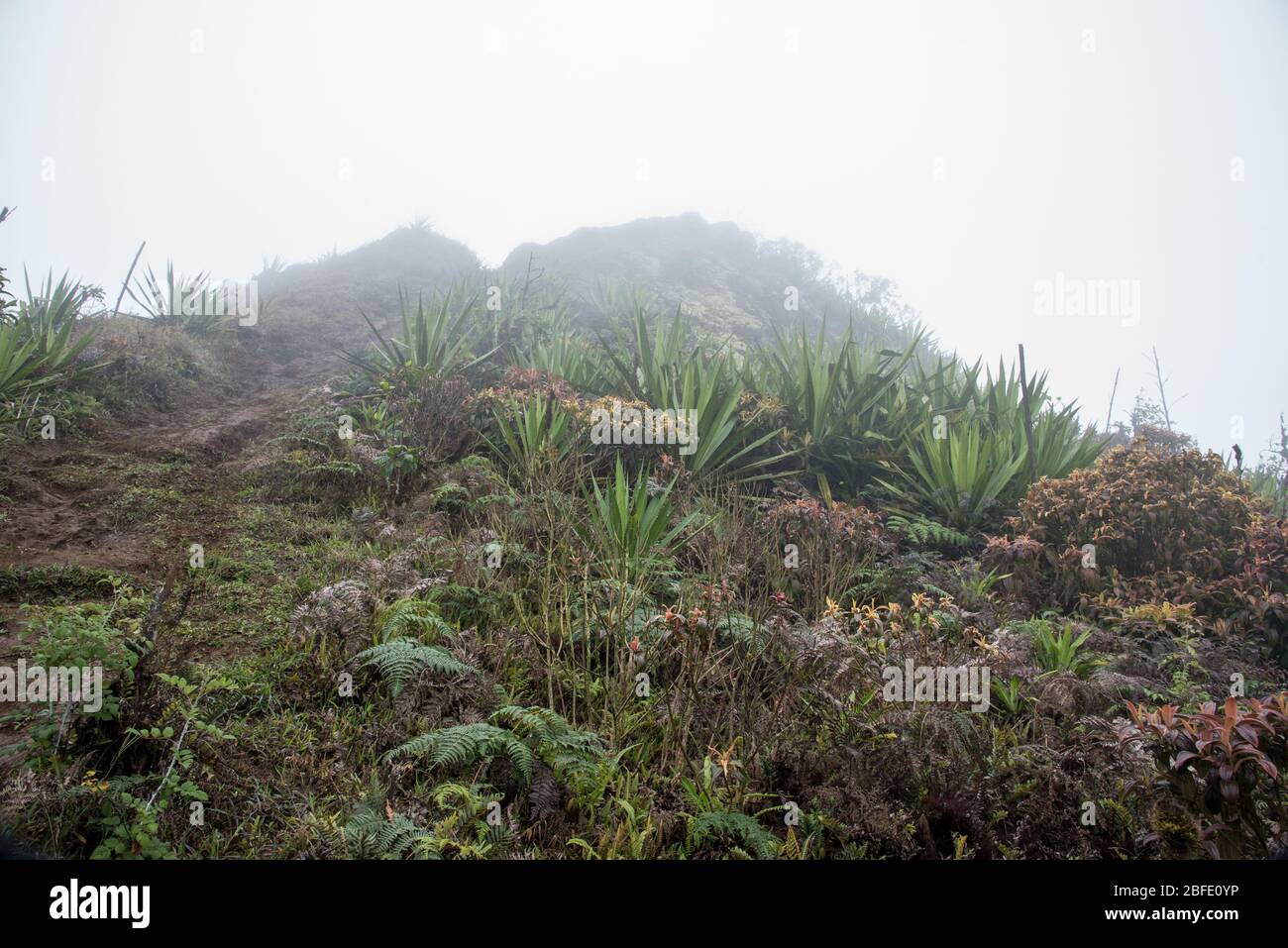 Galapagos Islands highlands like here on Santa Cruz are often covered ...