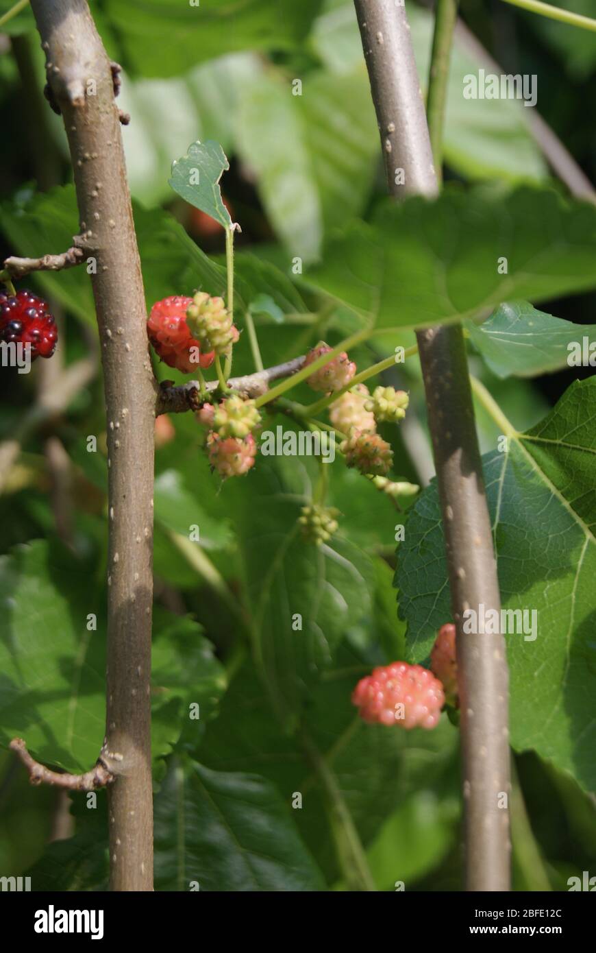 Petits fruits rouges hi-res stock photography and images - Alamy