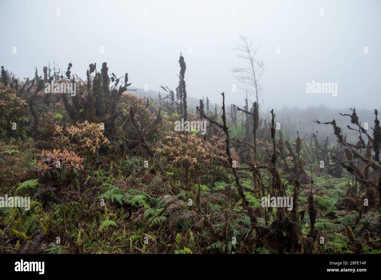 Galapagos Islands highlands like here on Santa Cruz are often covered ...