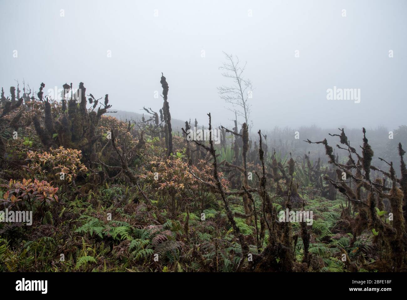 Galapagos Islands highlands like here on Santa Cruz are often covered ...