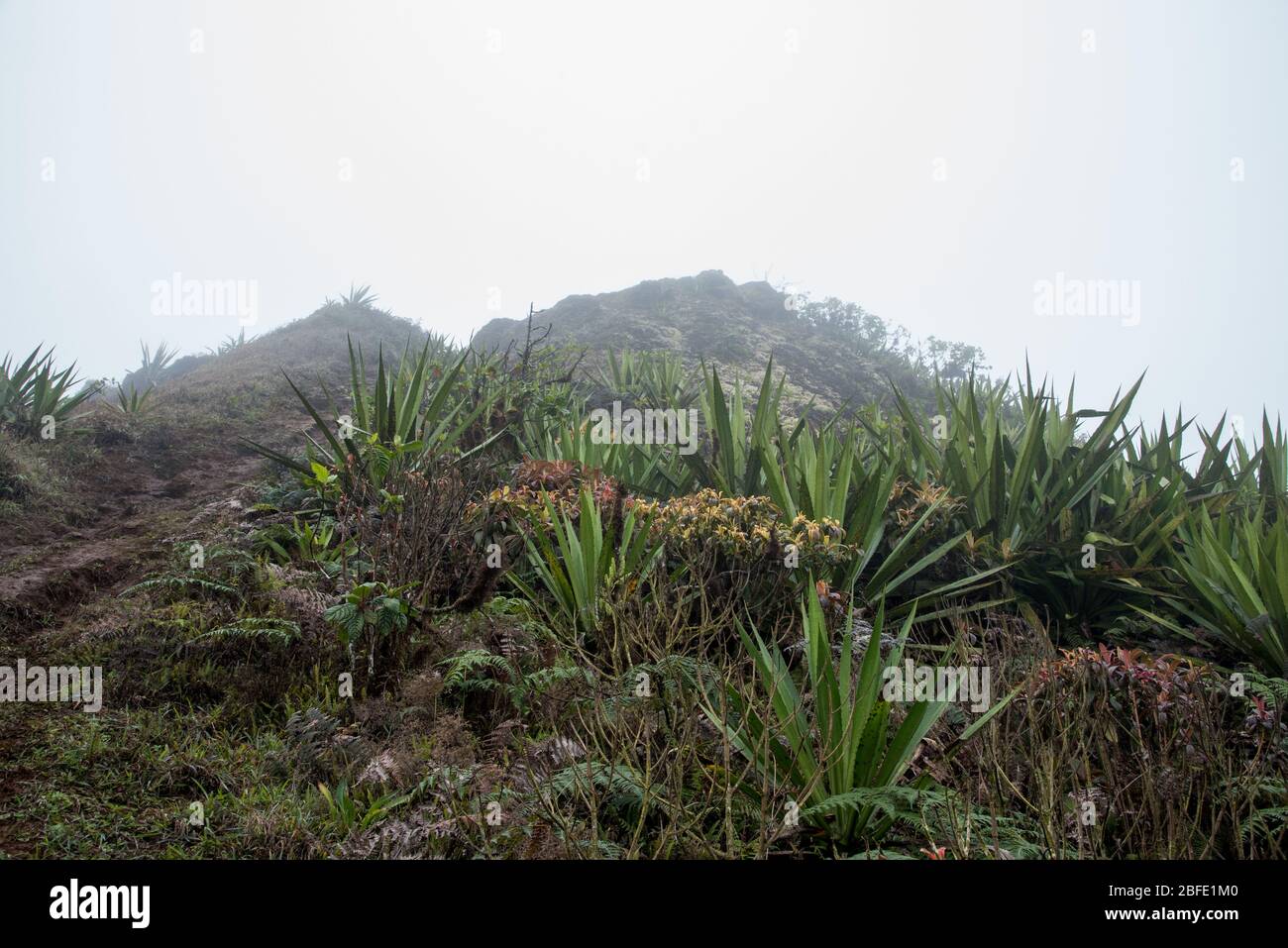 Galapagos Islands highlands like here on Santa Cruz are often covered ...