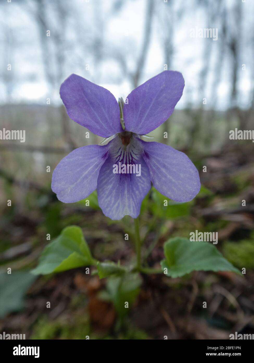 Common Dog Violet Stock Photo - Alamy