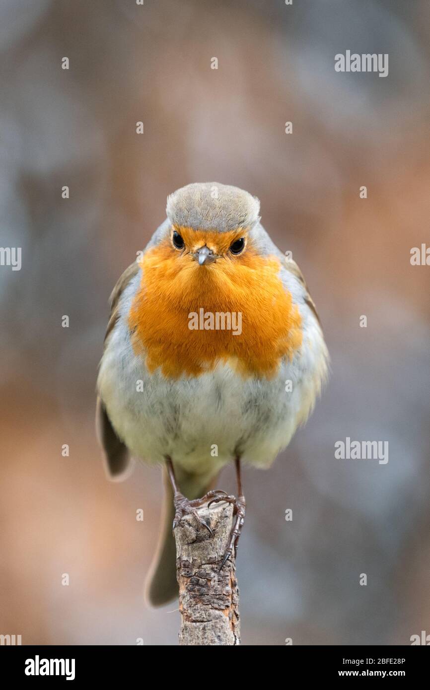 Grumpy robin hi-res stock photography and images - Alamy