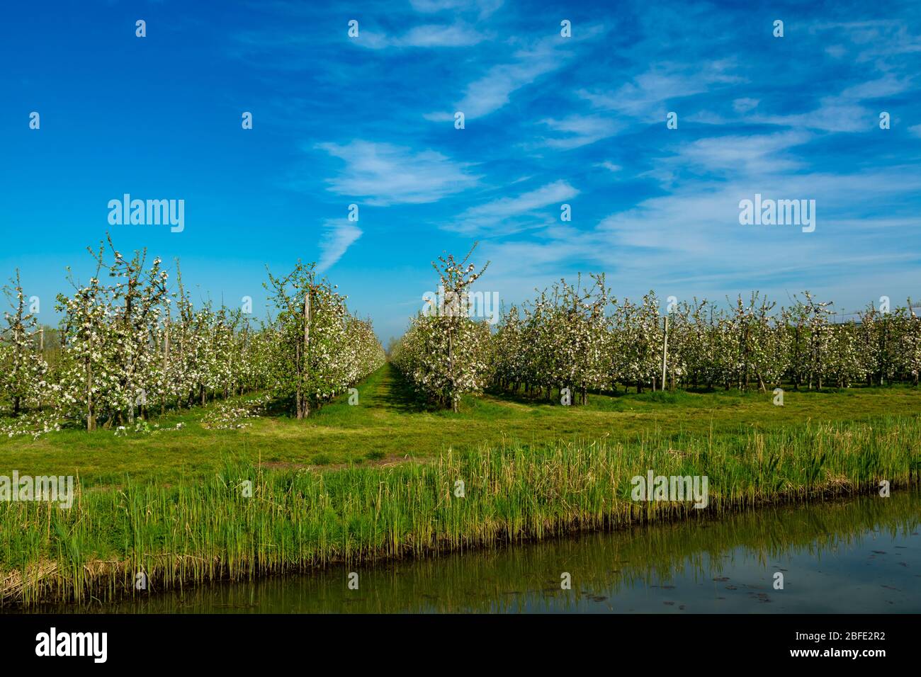 Rows with blossoming apple fruit trees in springtime in farm orchards ...