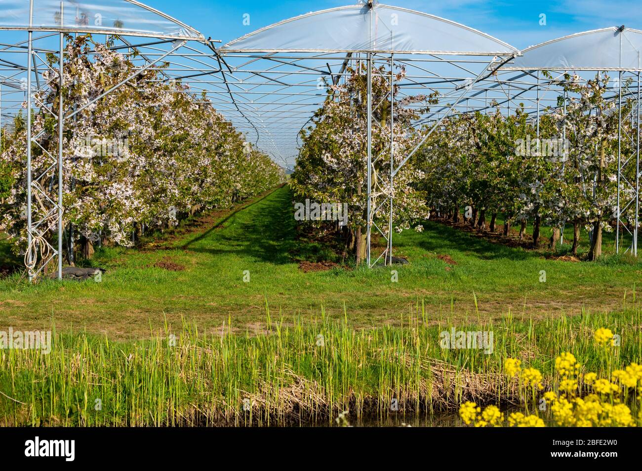 Rows of cherry trees with white blossom in fruit orchard with bird ...
