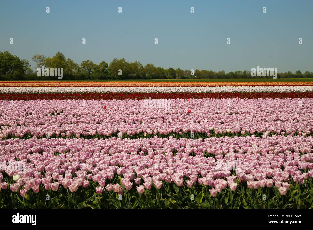 View on rows of pink and red tulips on field of german cultivation farm ...