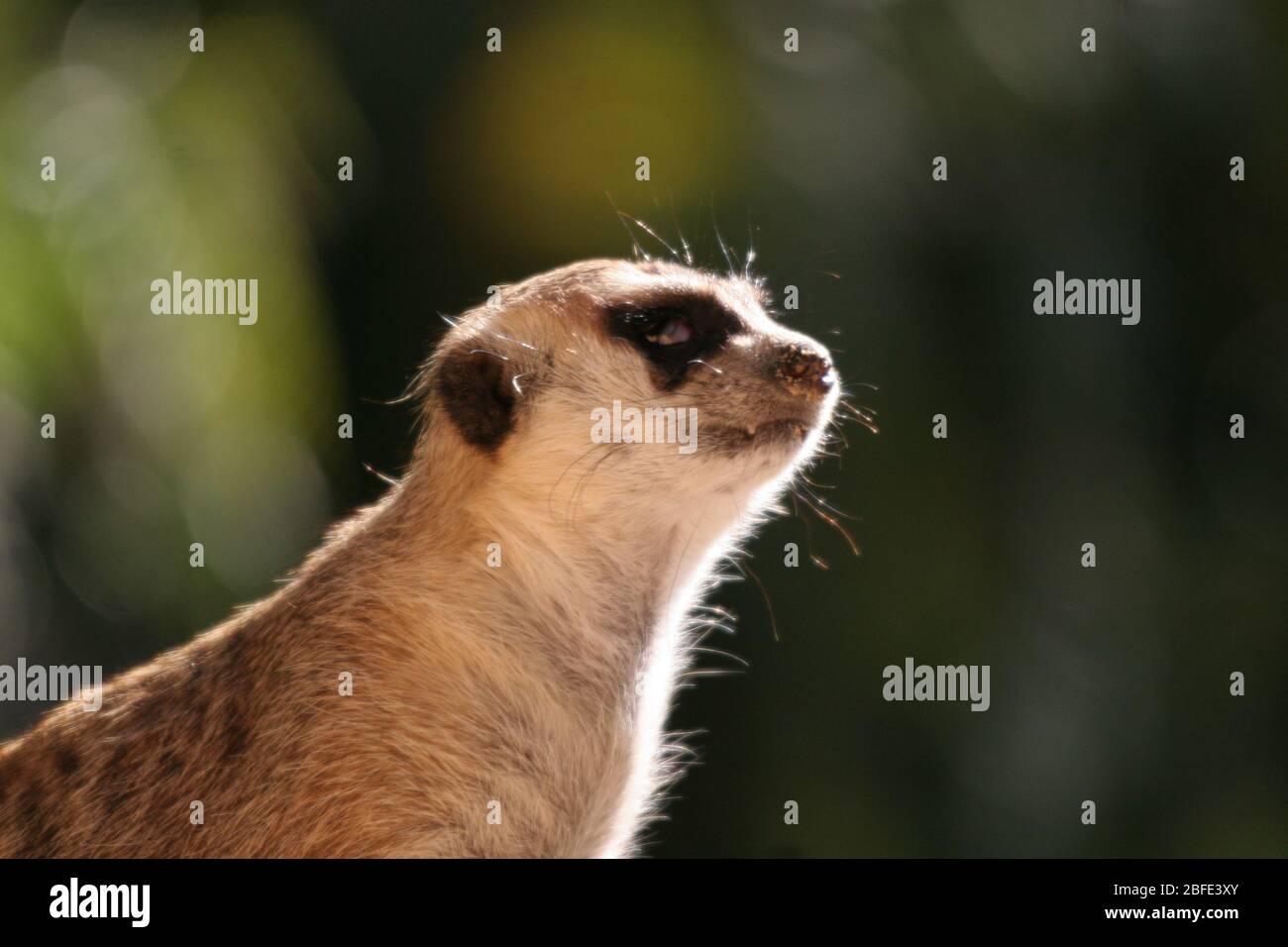 Lone meerkat hi-res stock photography and images - Alamy