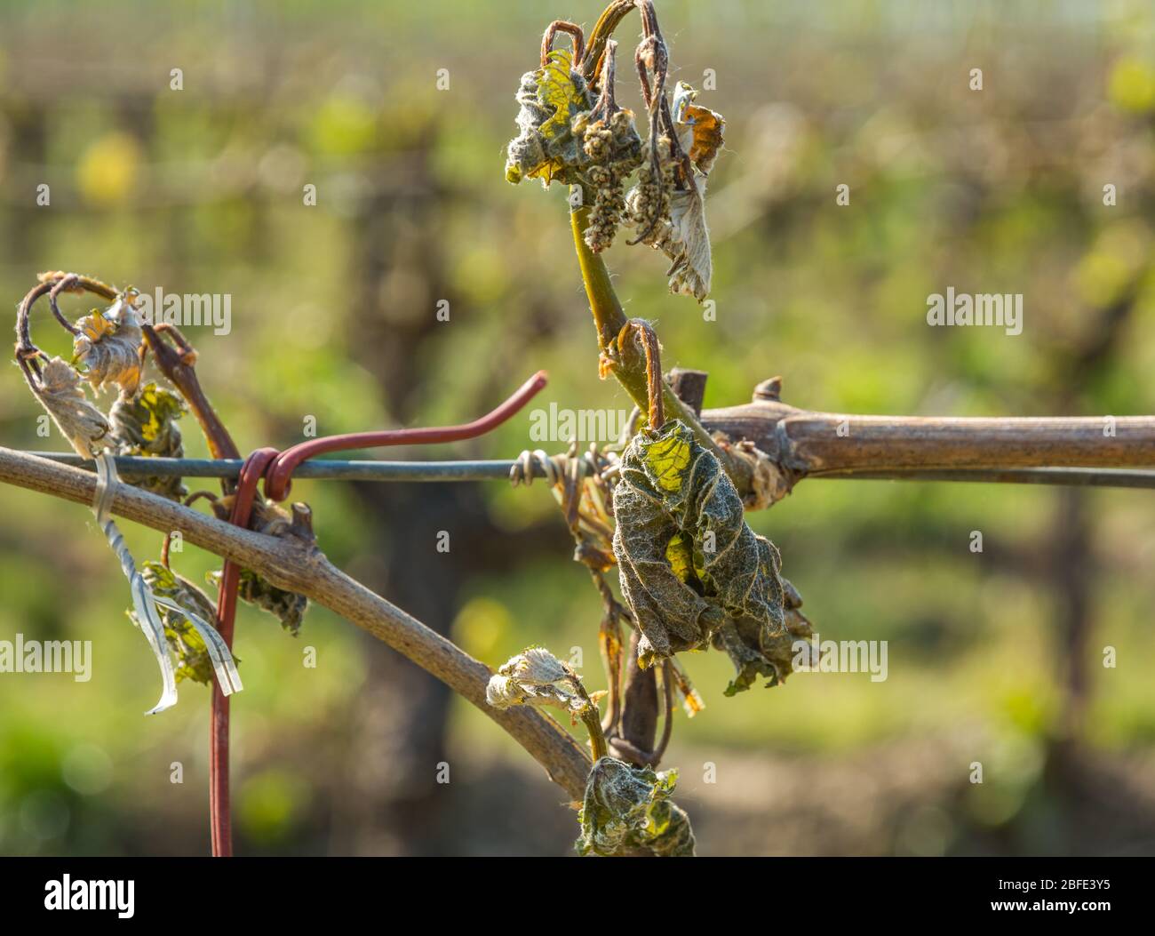 Frost damaged plant hi-res stock photography and images - Alamy