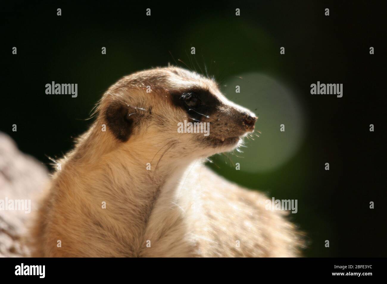 Compare the meerkat hi-res stock photography and images - Alamy