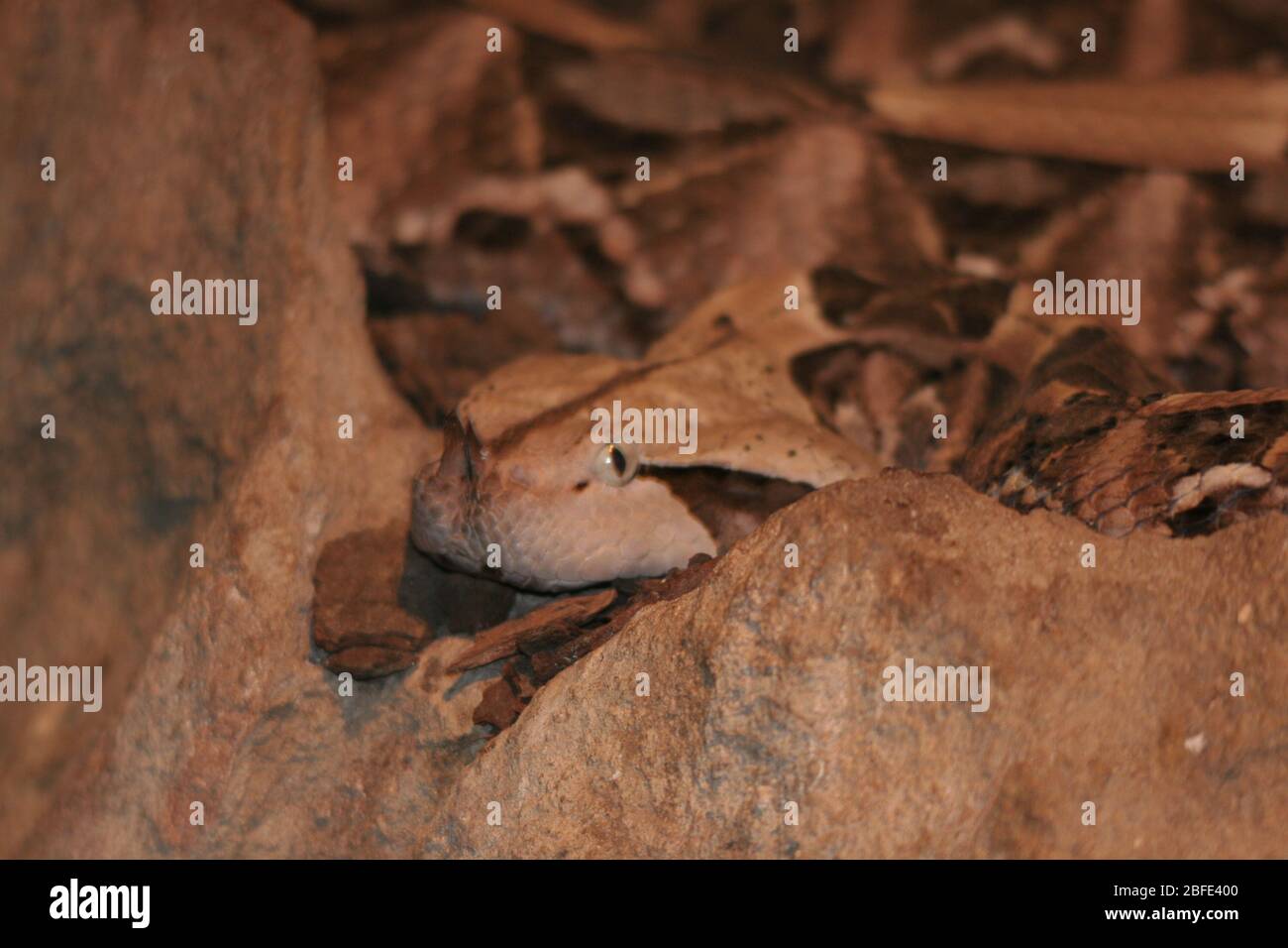 African gaboon viper hi-res stock photography and images - Alamy