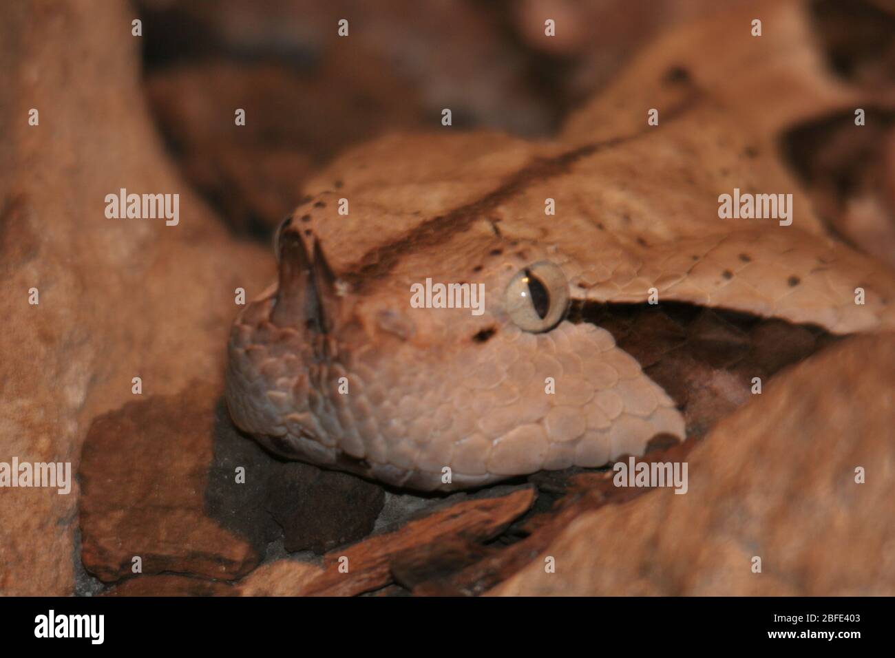African gaboon viper hi-res stock photography and images - Alamy