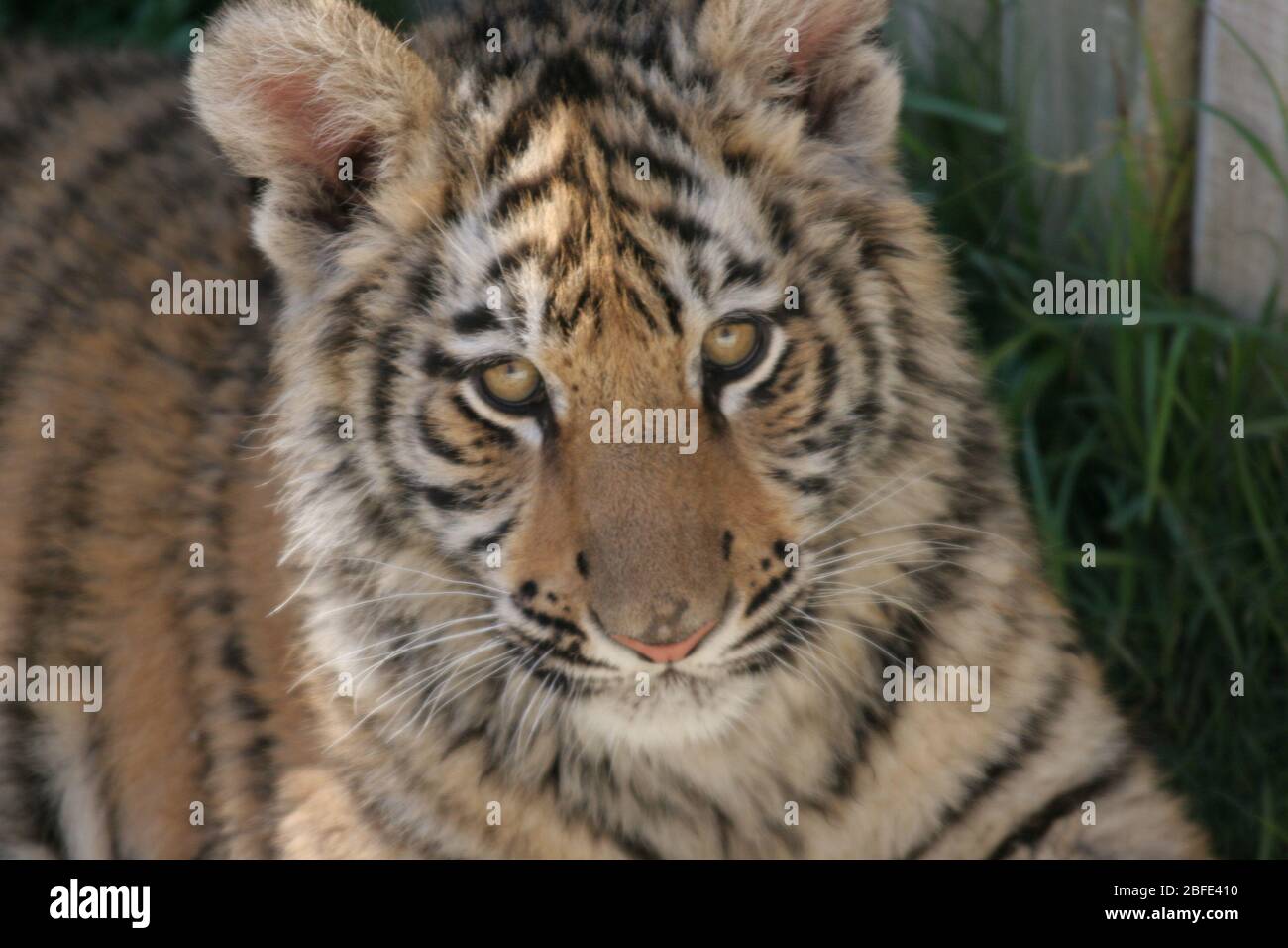 Tiger Breeding Centre High Resolution Stock Photography and Images - Alamy
