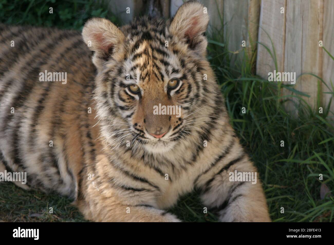 Indian wildlife tiger cub hi-res stock photography and images - Alamy