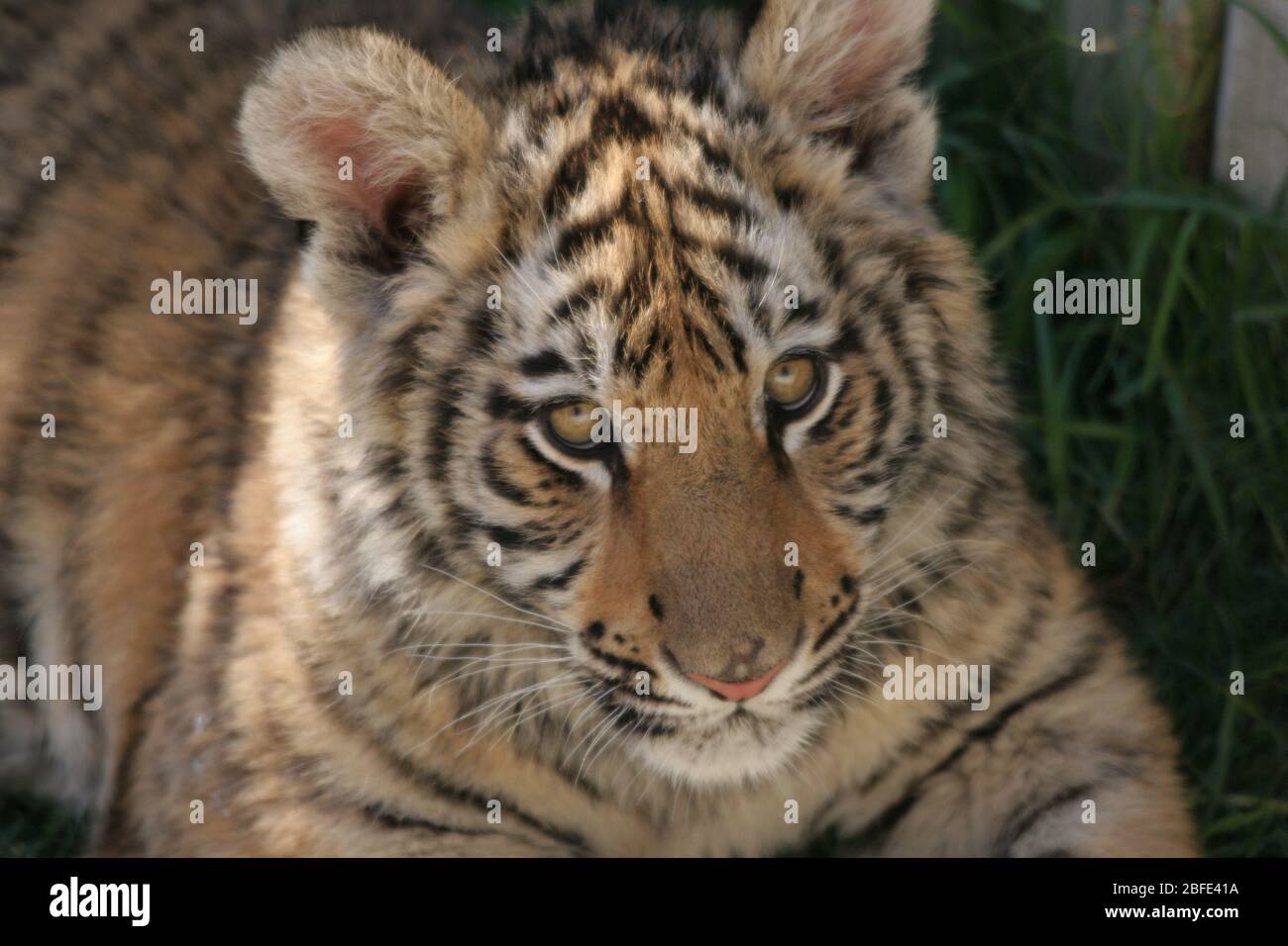 Bengal tiger tiger cub young tiger hi-res stock photography and images ...