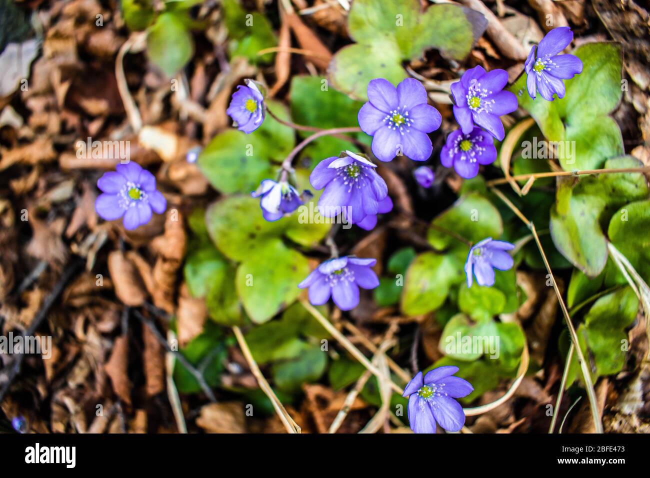 Czech natural hi-res stock photography and images - Alamy