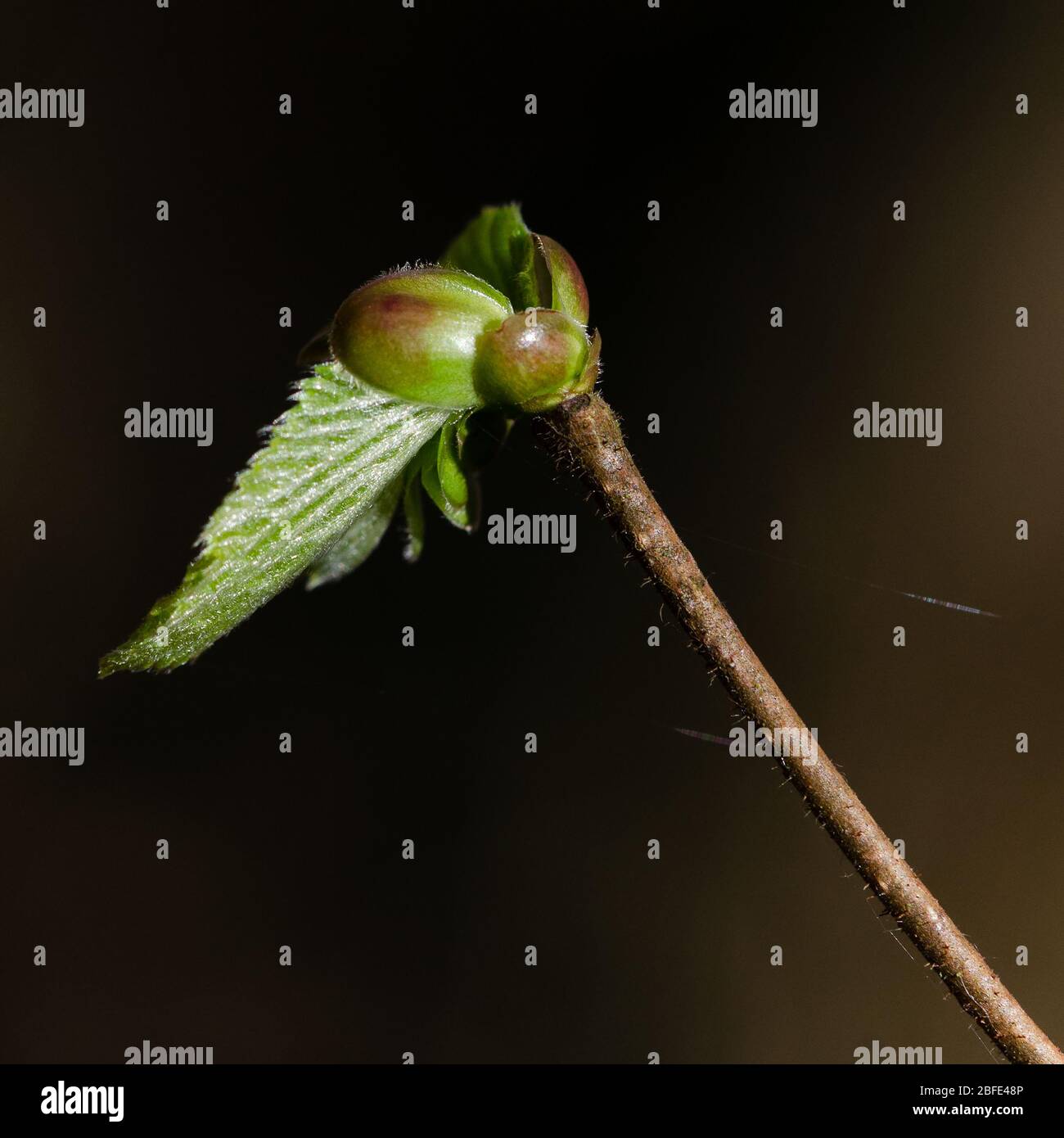Unfurling leaf bud hi-res stock photography and images - Alamy