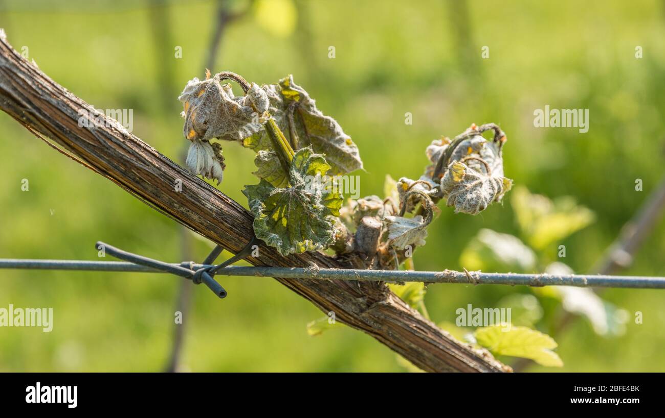 Frost damage plants hi-res stock photography and images - Alamy