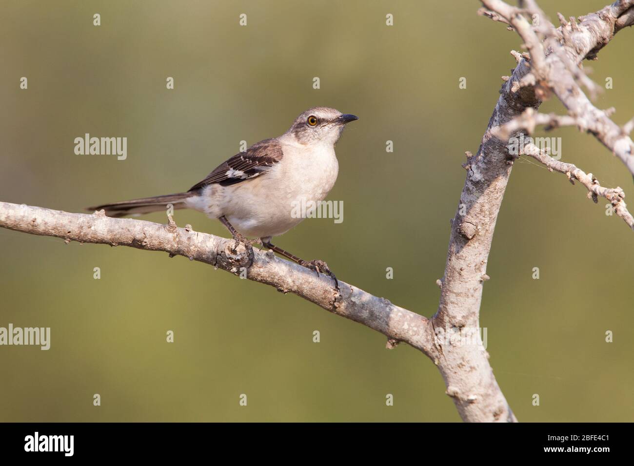 American mockingbird hi-res stock photography and images - Alamy