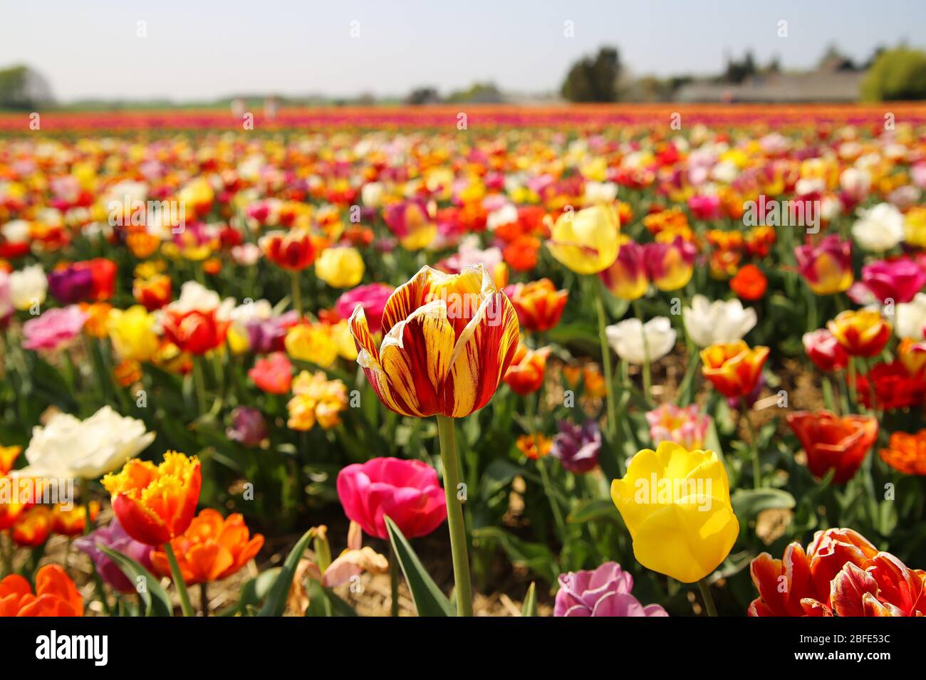 Tulip bulb production hi-res stock photography and images - Alamy