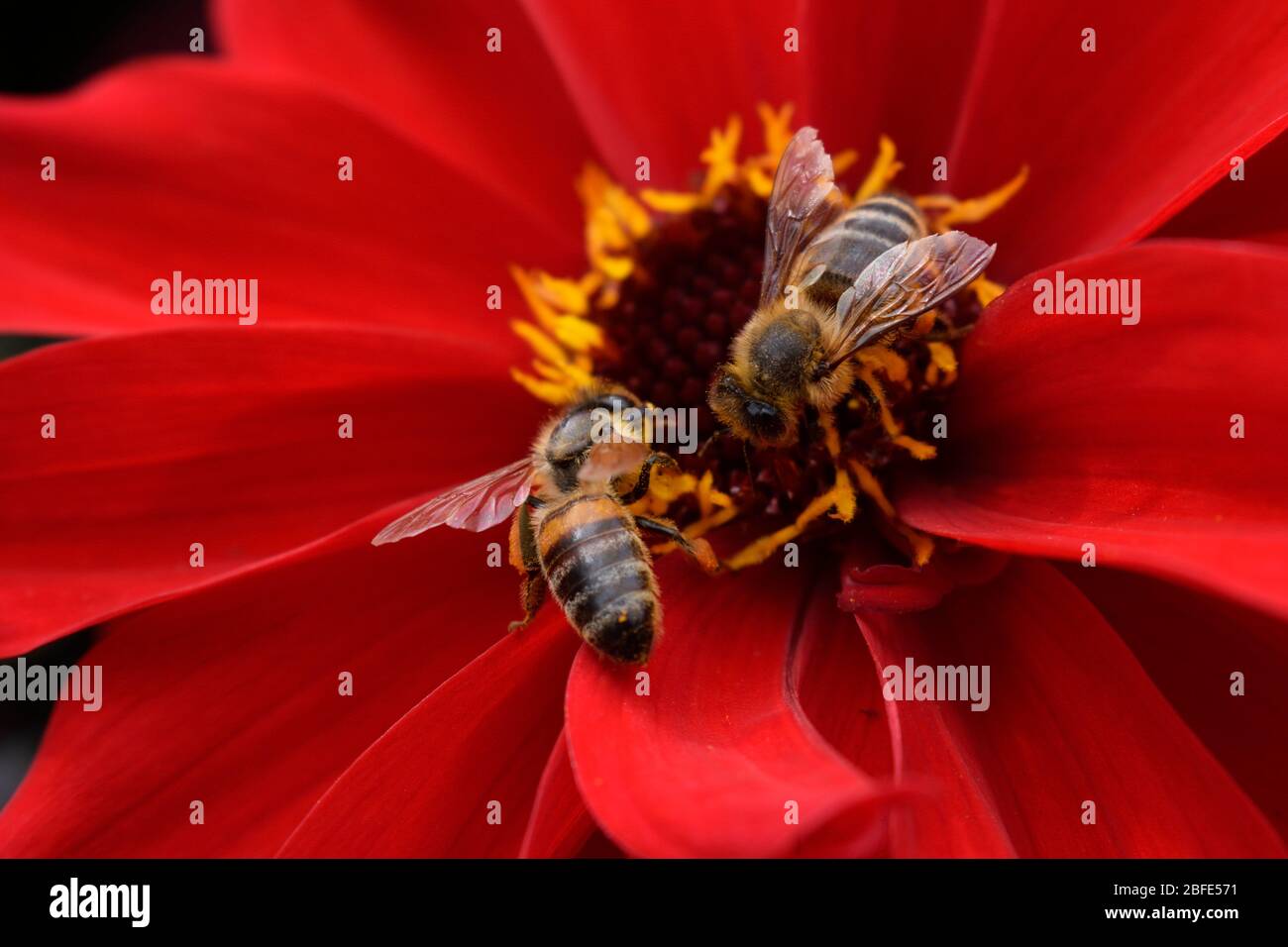 Two honey bees collecting hi-res stock photography and images - Alamy