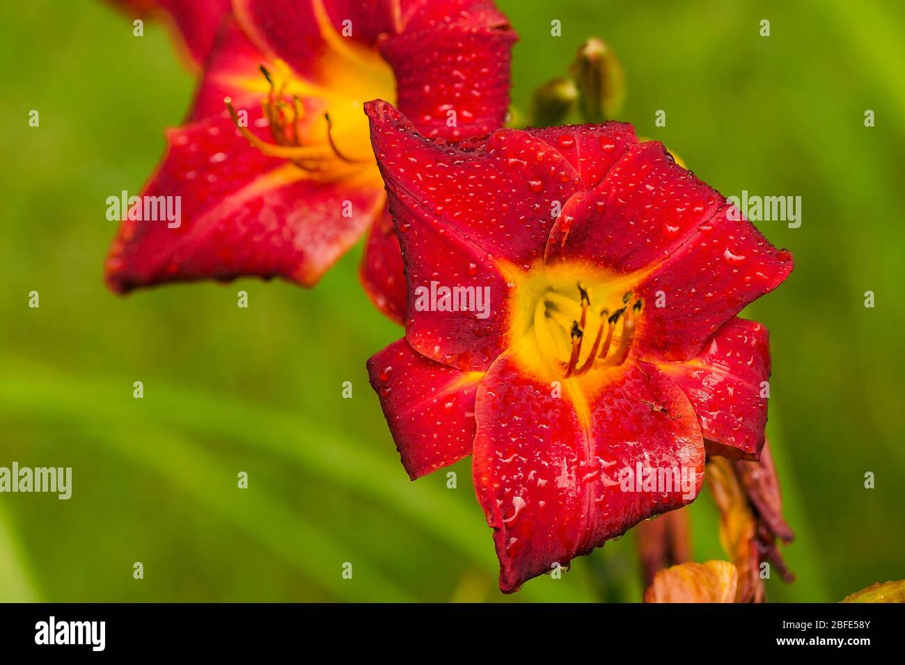 Two red lilies hi-res stock photography and images - Alamy