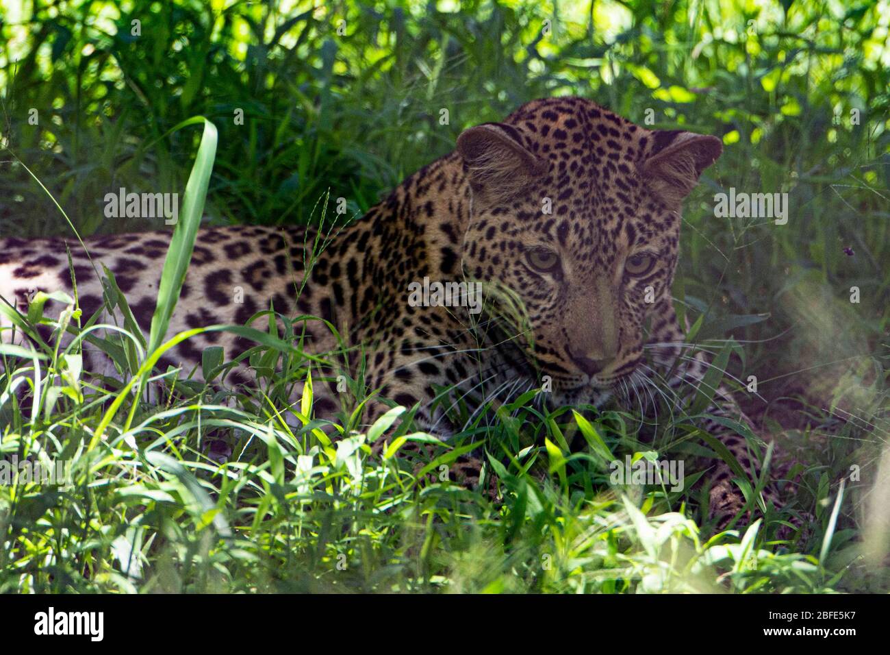 Standing beside tree young hi-res stock photography and images - Alamy