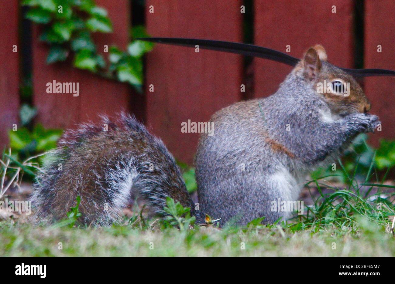 A Grey squirrel looking for food before practising social distancing ...
