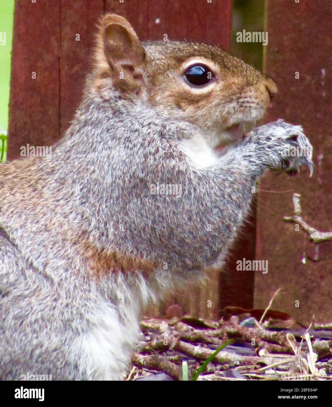 A Grey squirrel looking for food before practising social distancing ...