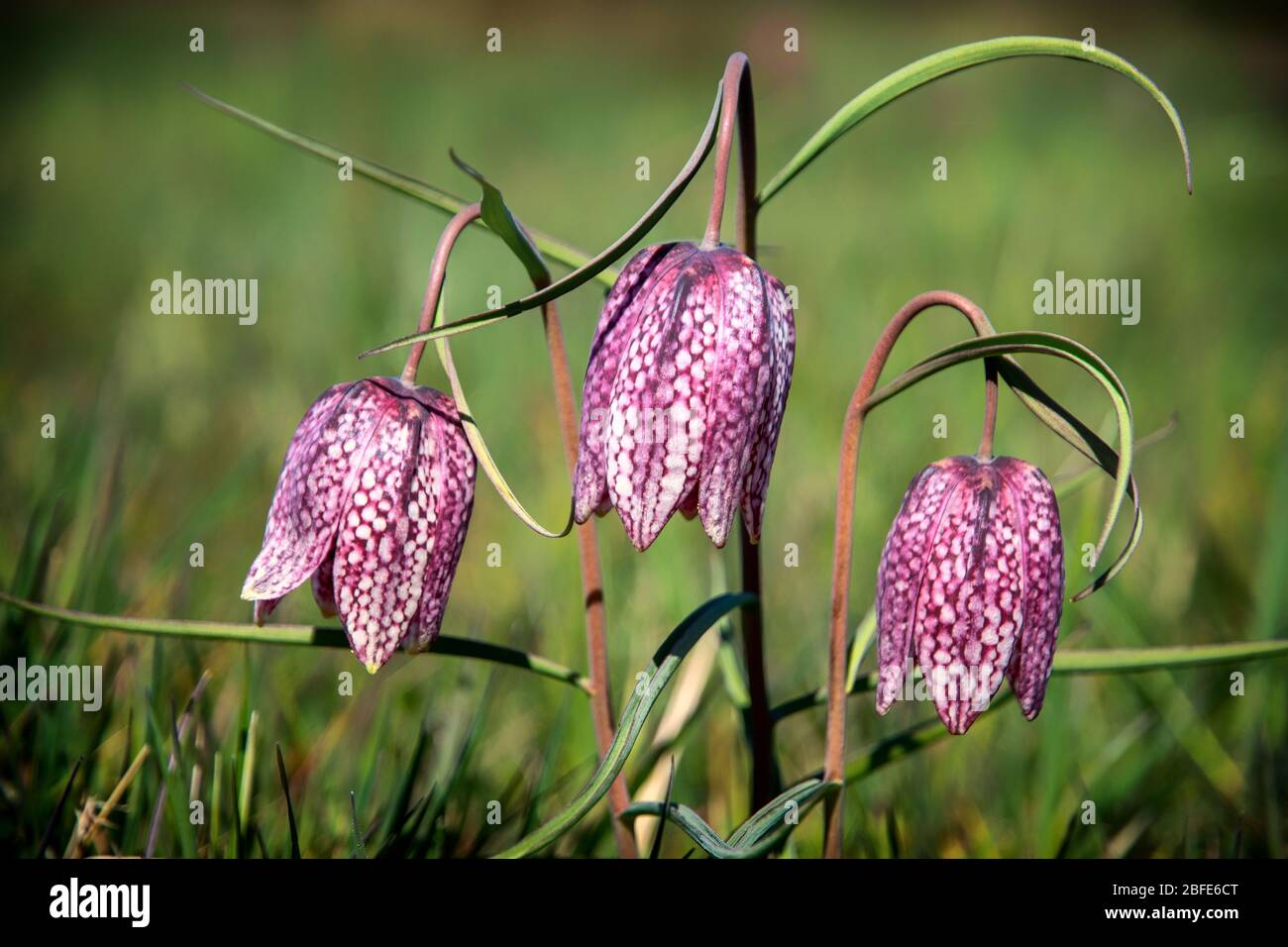 The bloom of a chess flower in a field Stock Photo - Alamy
