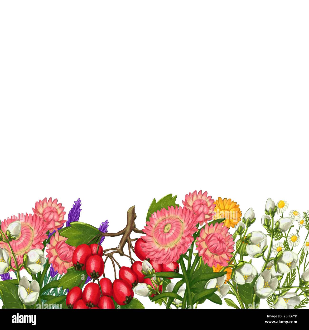 Hand drawn medicinal plant frame. Healing herbs border. isolated on ...