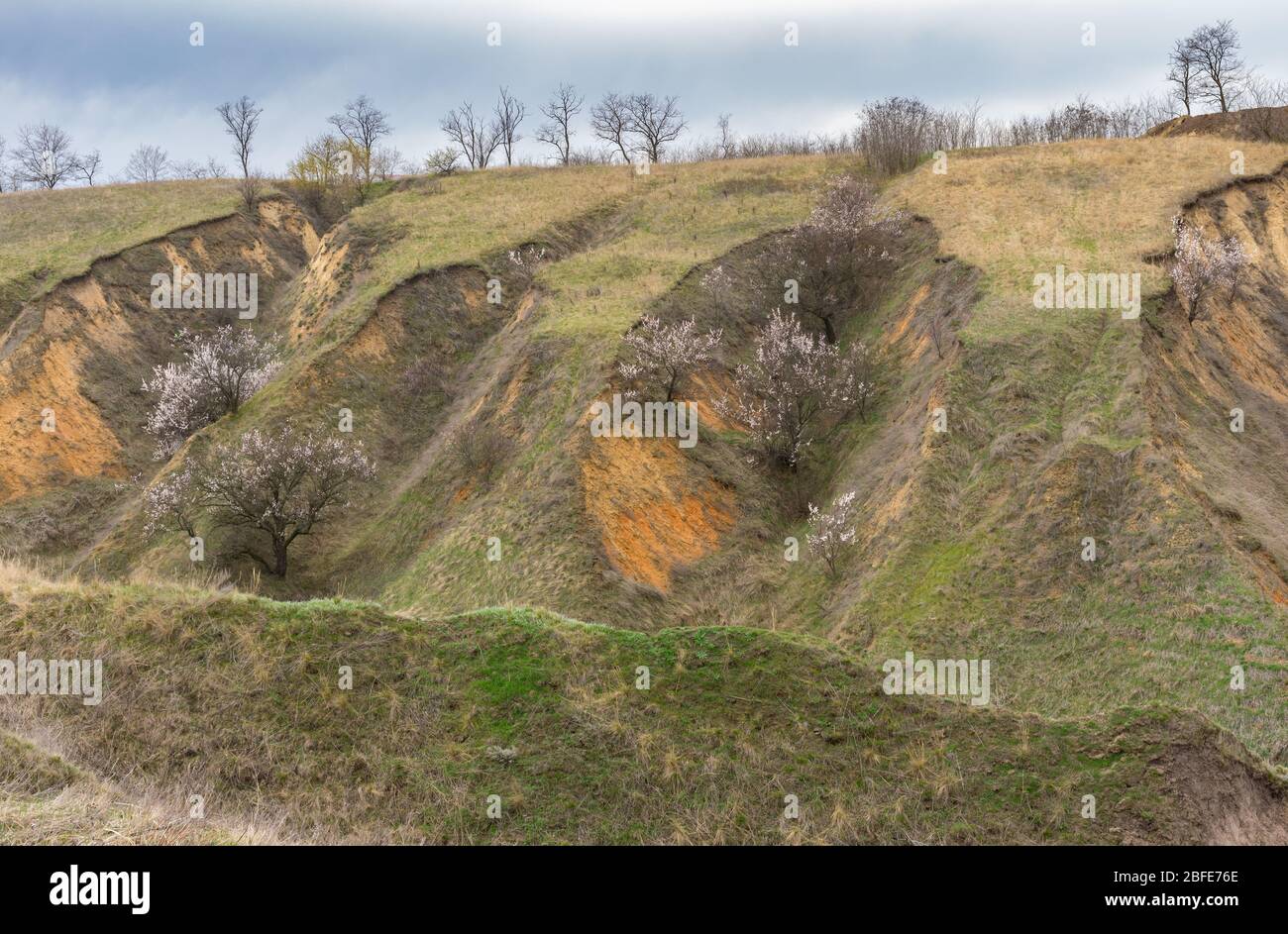 Gully erosion tree hi-res stock photography and images - Alamy