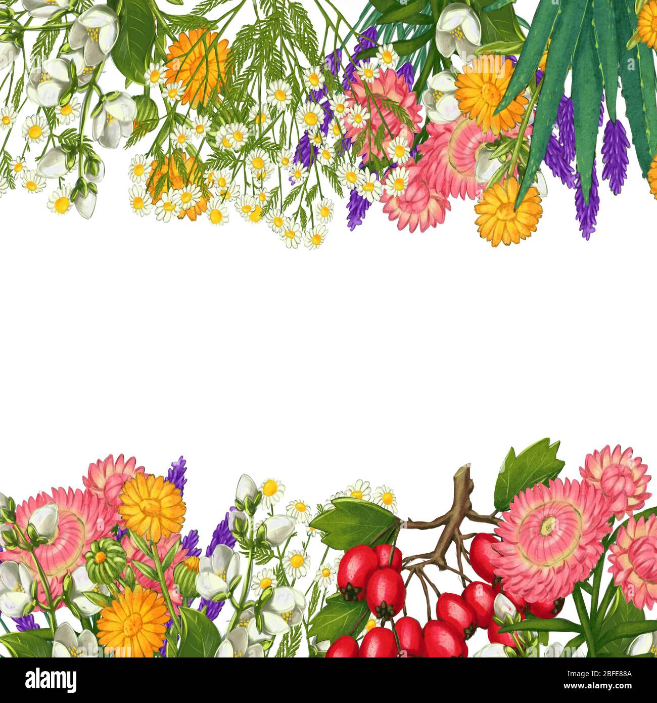 Hand drawn medicinal plant frame. Healing herbs border. isolated on ...