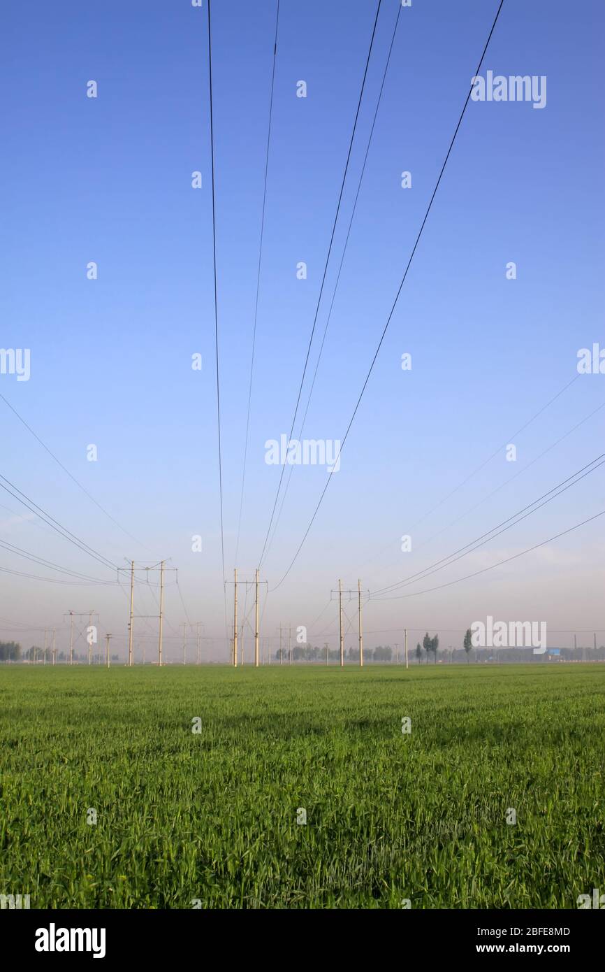 crops - wheat in the farmland, in China rural areas Stock Photo - Alamy
