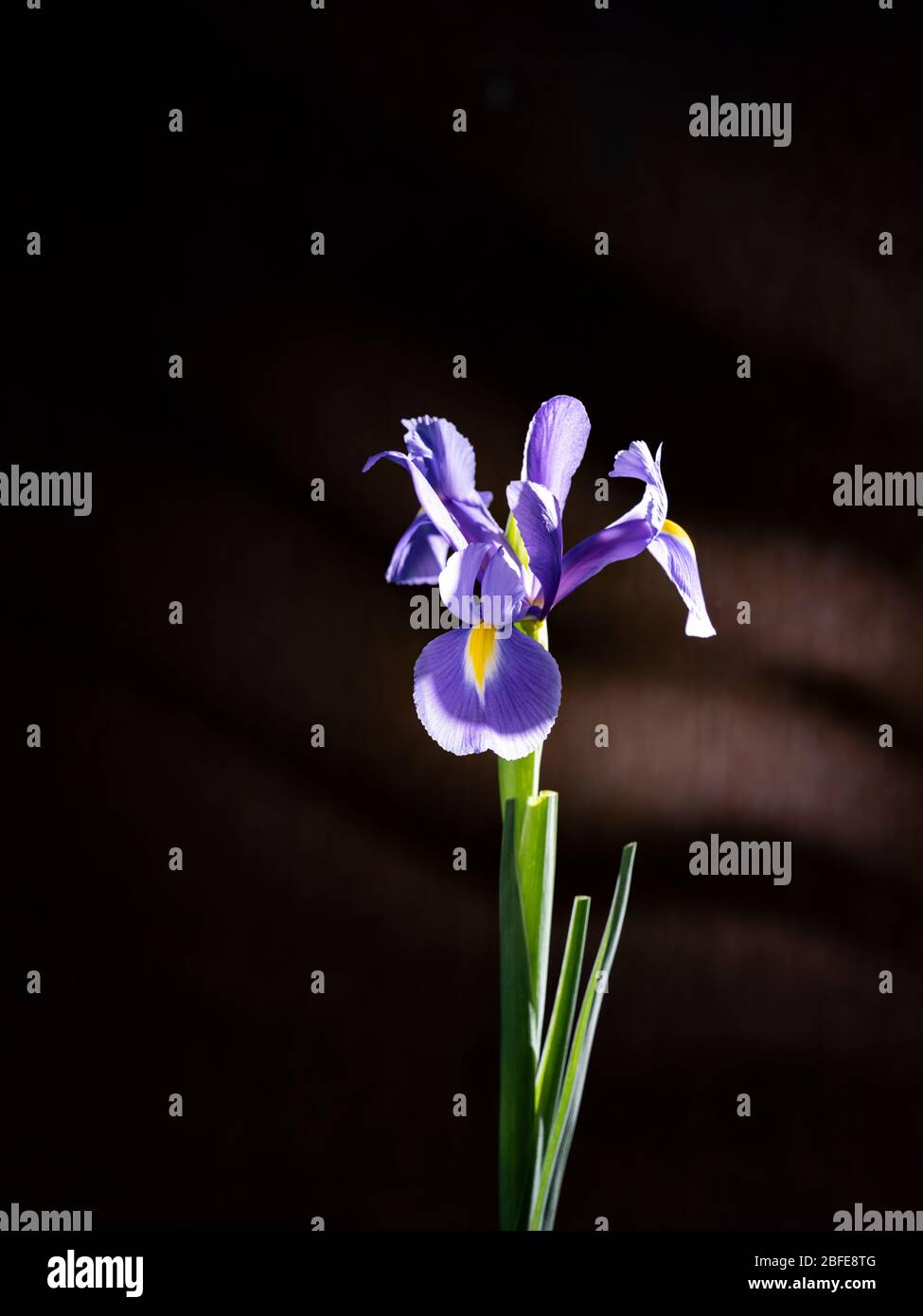 Single Iris against a brown mottled metal backdrop Stock Photo - Alamy