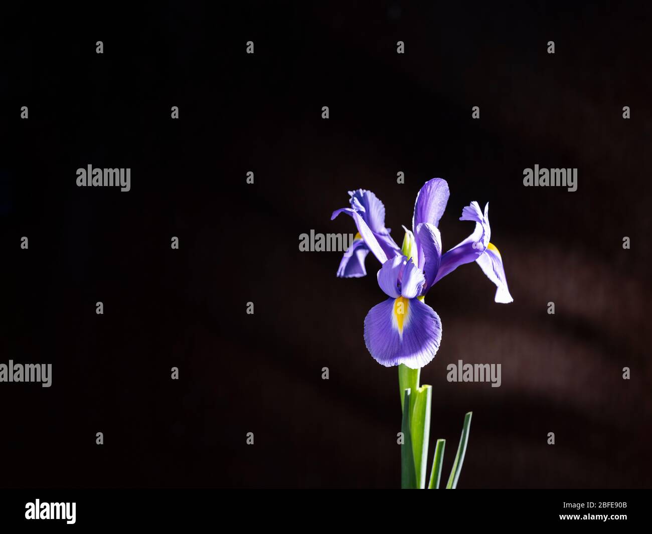 Picture flower against brown hi-res stock photography and images - Alamy