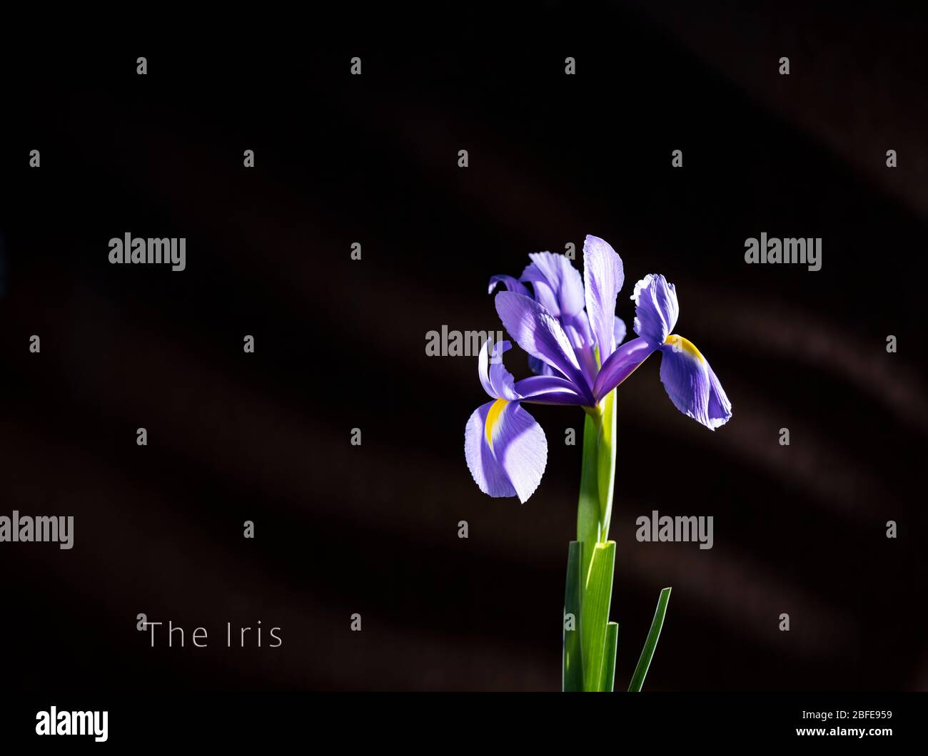 Single Iris against a brown mottled metal backdrop Stock Photo - Alamy