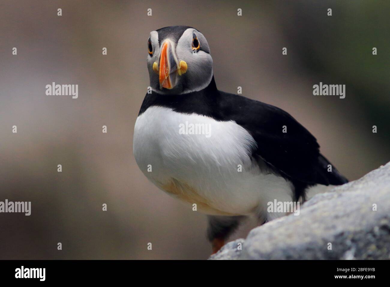 photo of a puffin with its beak forward with many colors with a ...
