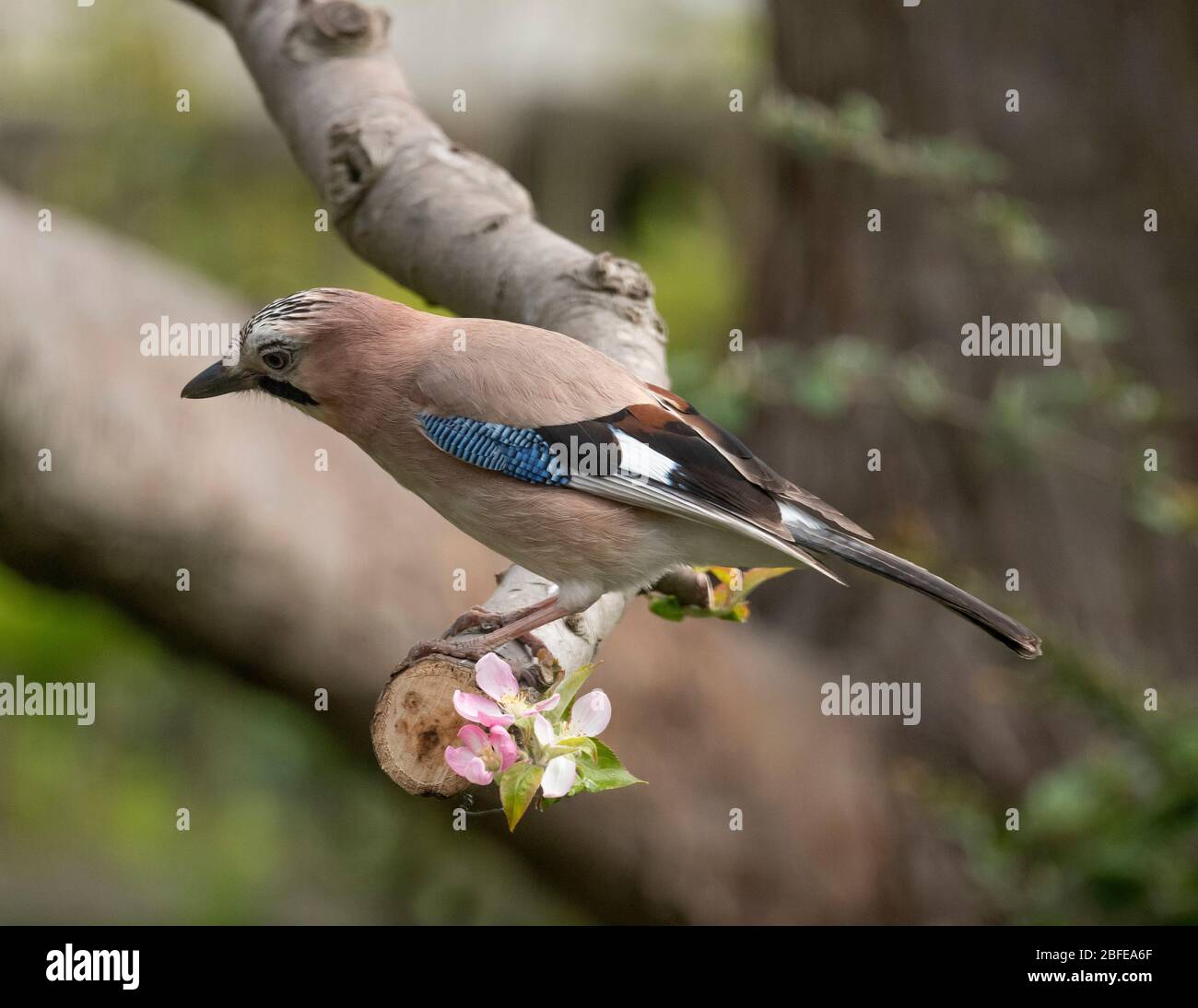 London, UK. 18th April 2020. Jay, the colourful member of the crow ...