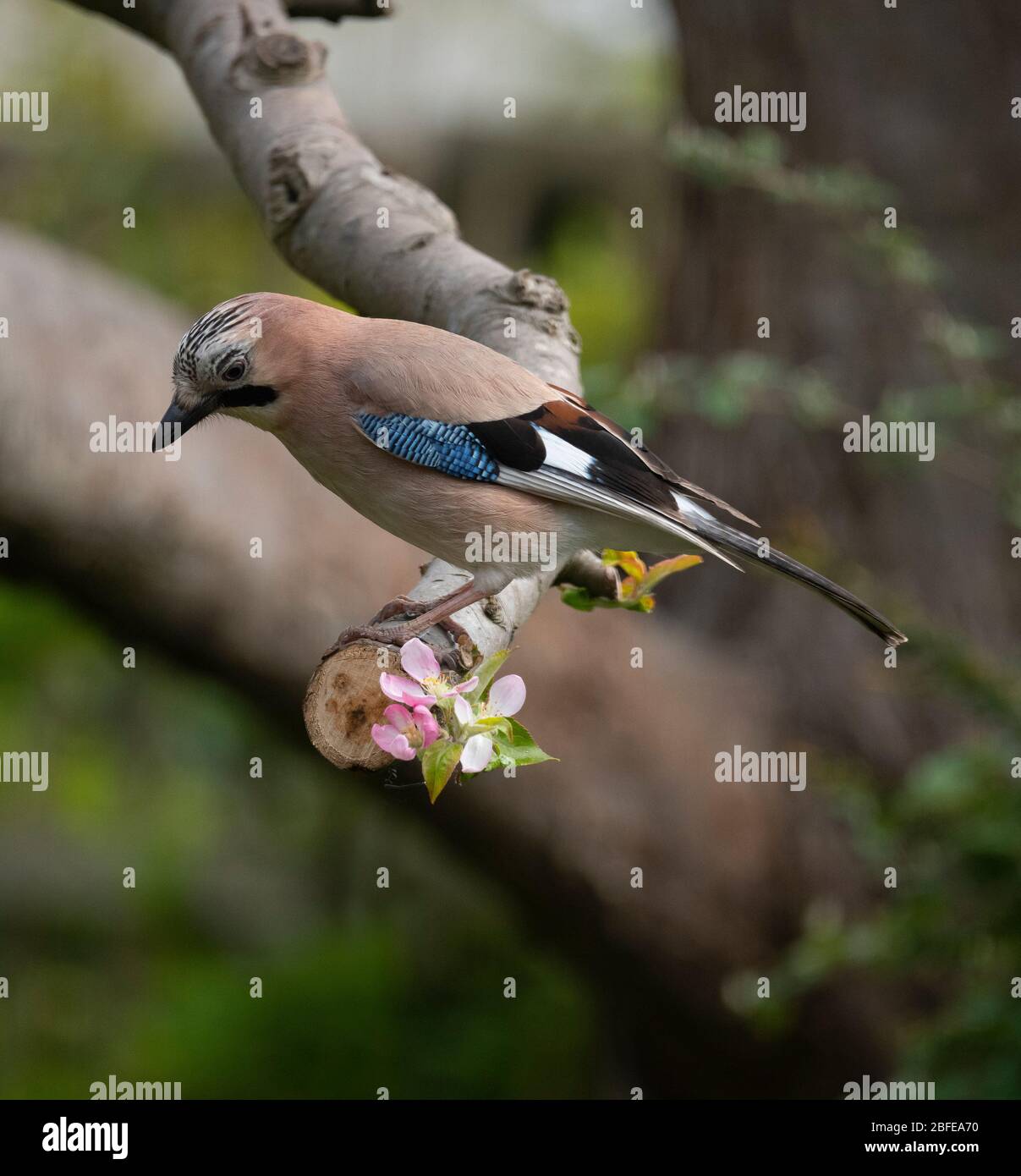 Bird crow family hi-res stock photography and images - Alamy