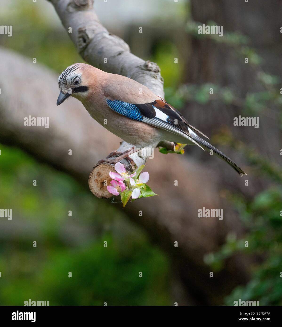 London, UK. 18th April 2020. Jay, the colourful member of the crow ...