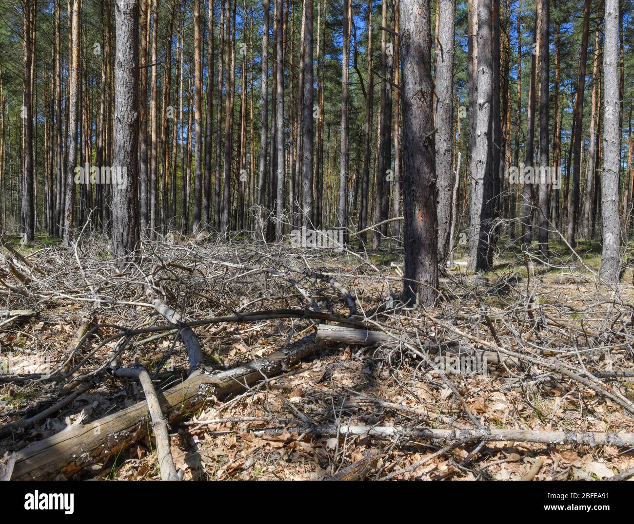 Briesen, Germany. 18th Apr, 2020. Dry branches lie on the ground in a ...