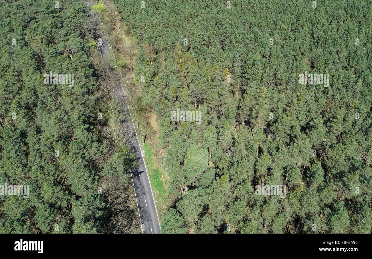 Briesen, Germany. 18th Apr, 2020. A road leads through a pine forest ...
