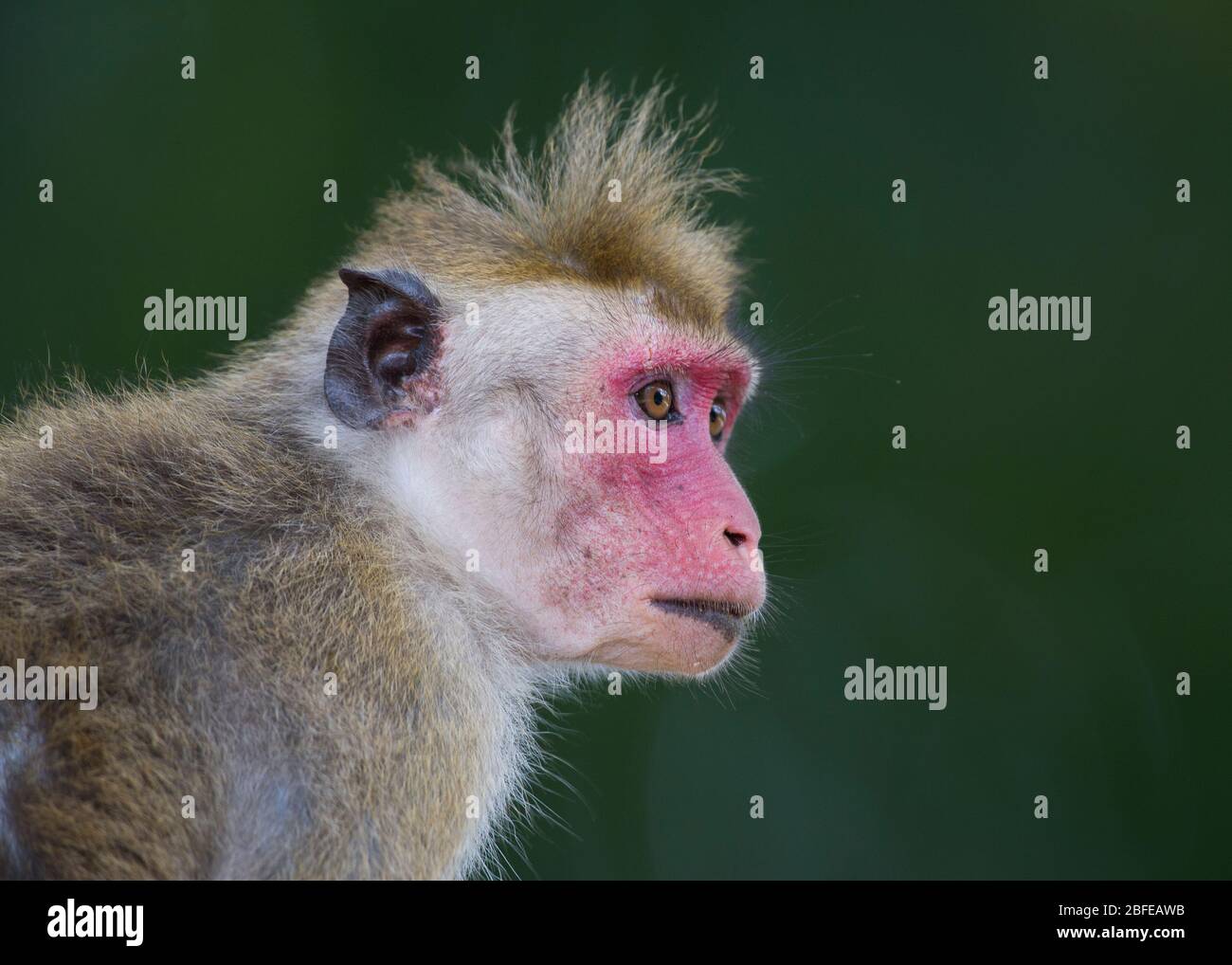 Rilawa hi-res stock photography and images - Alamy