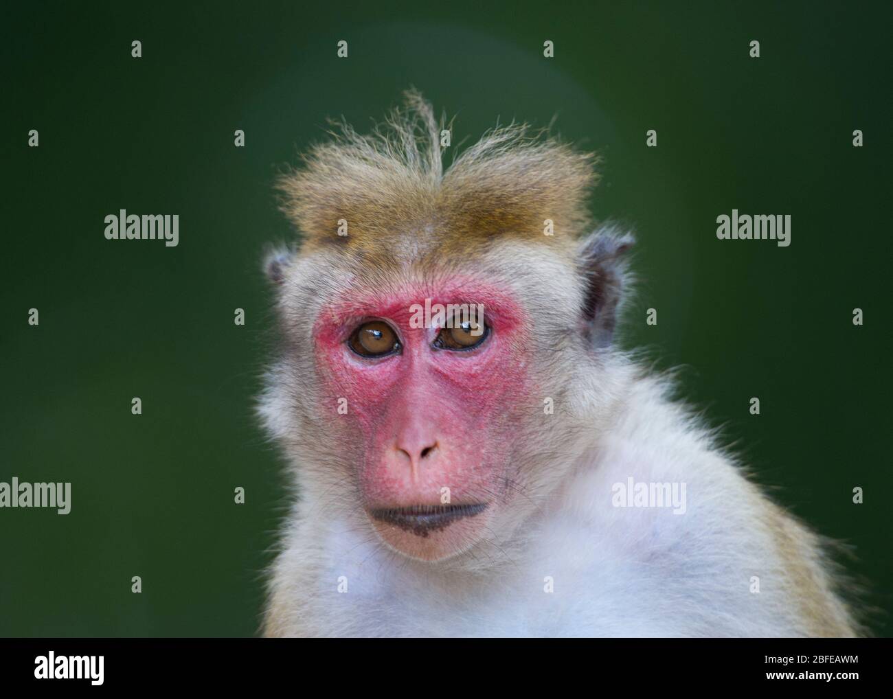 Macaque lowland habitat hi-res stock photography and images - Alamy