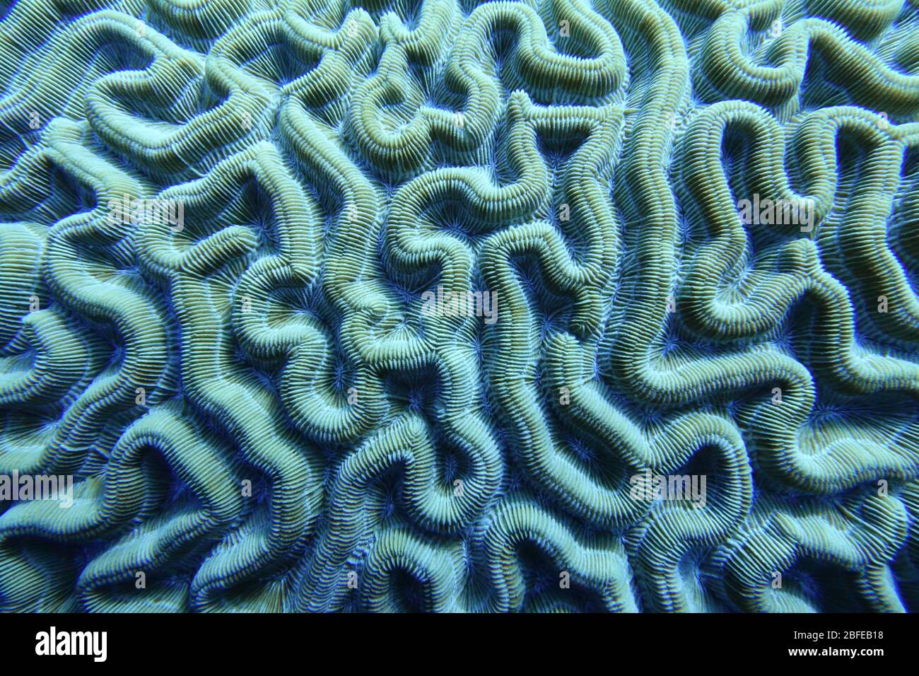 Marine Invertebrates