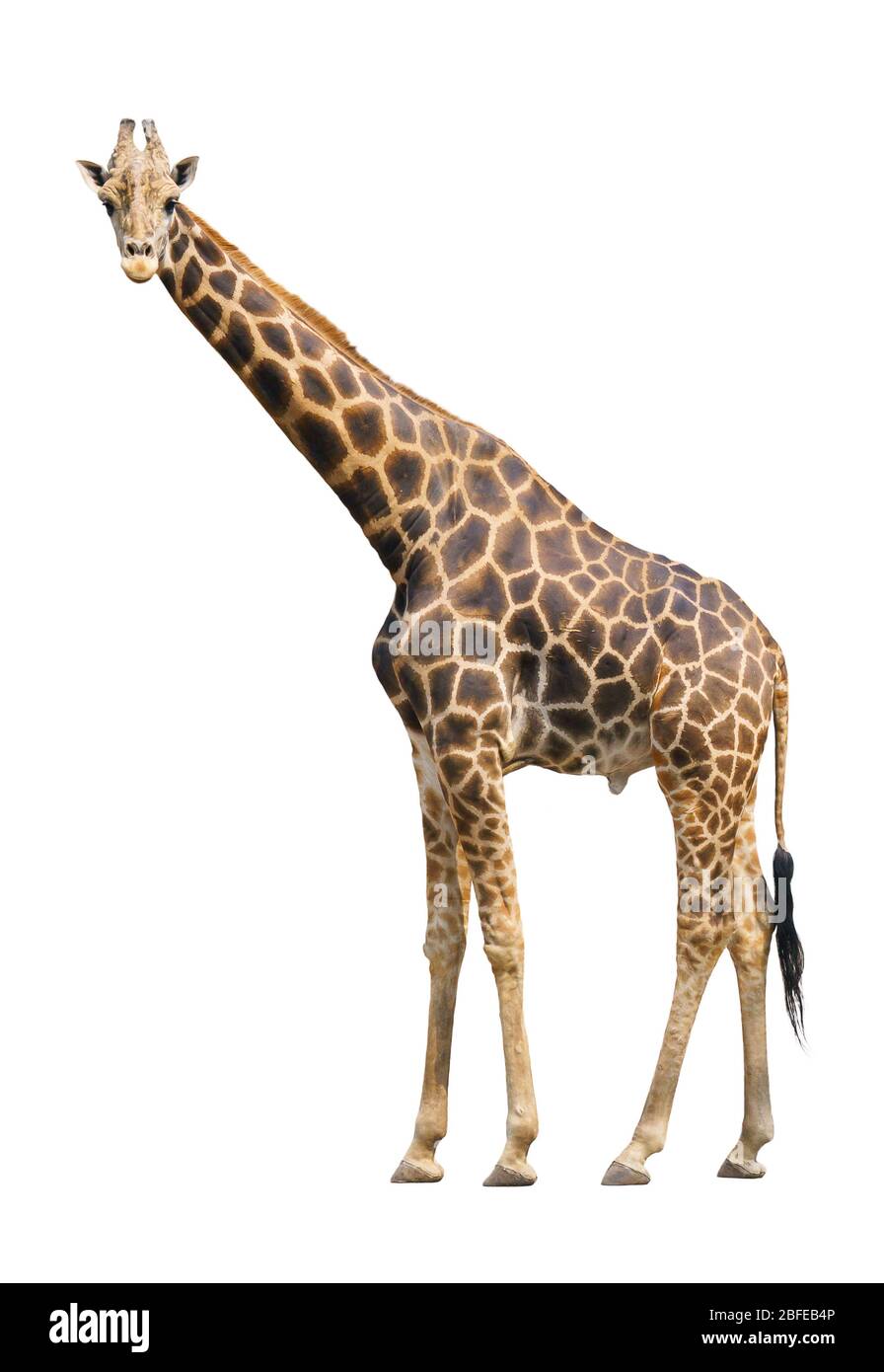 White giraffe hi-res stock photography and images - Alamy