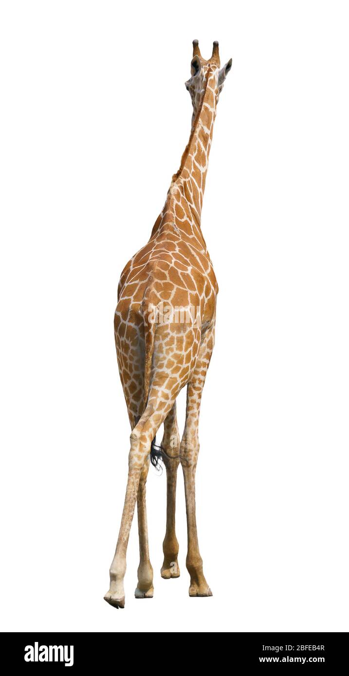 White giraffe hi-res stock photography and images - Alamy